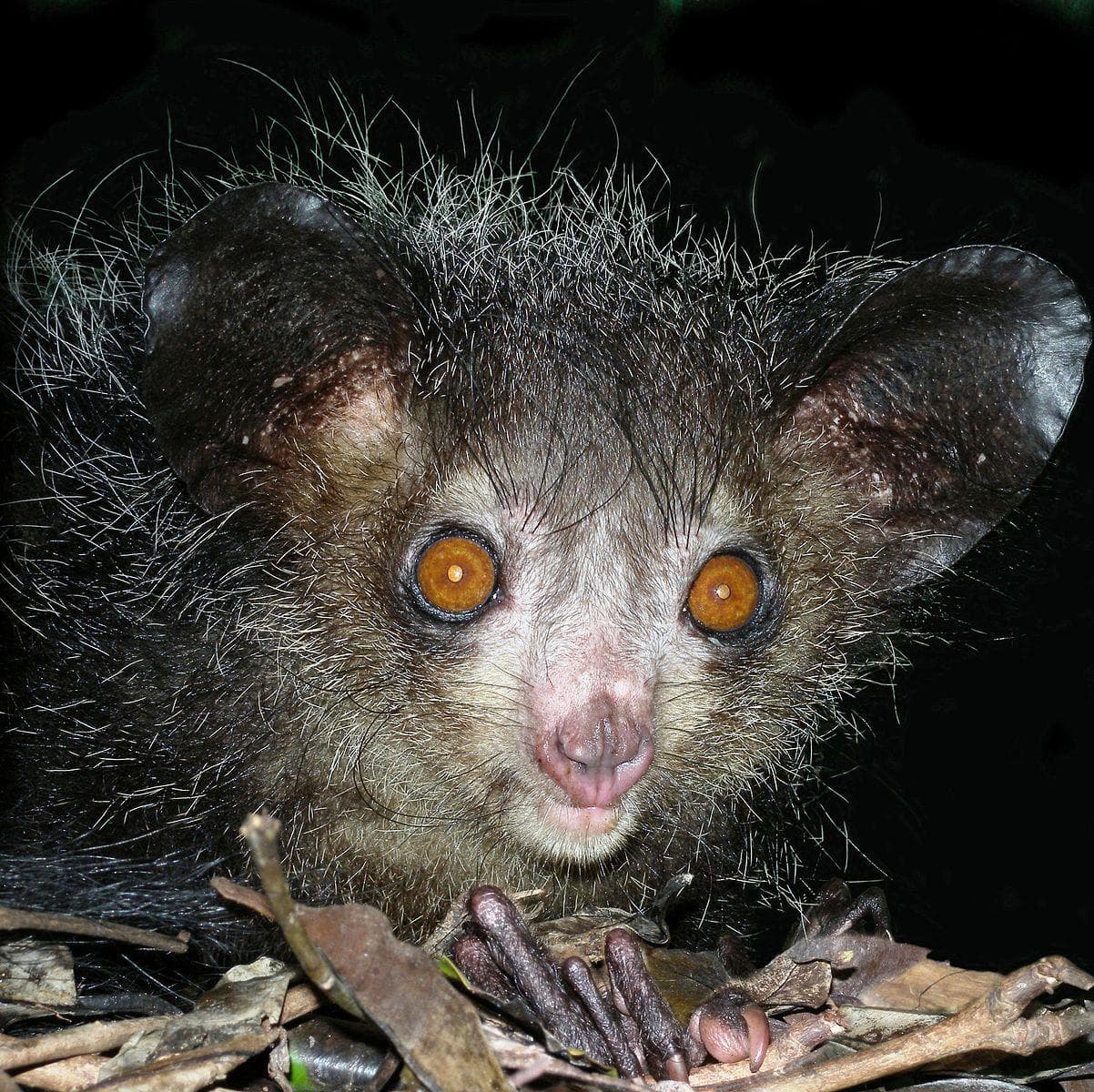 11 Facts About Aye-Ayes, The Creepiest Of All Primates