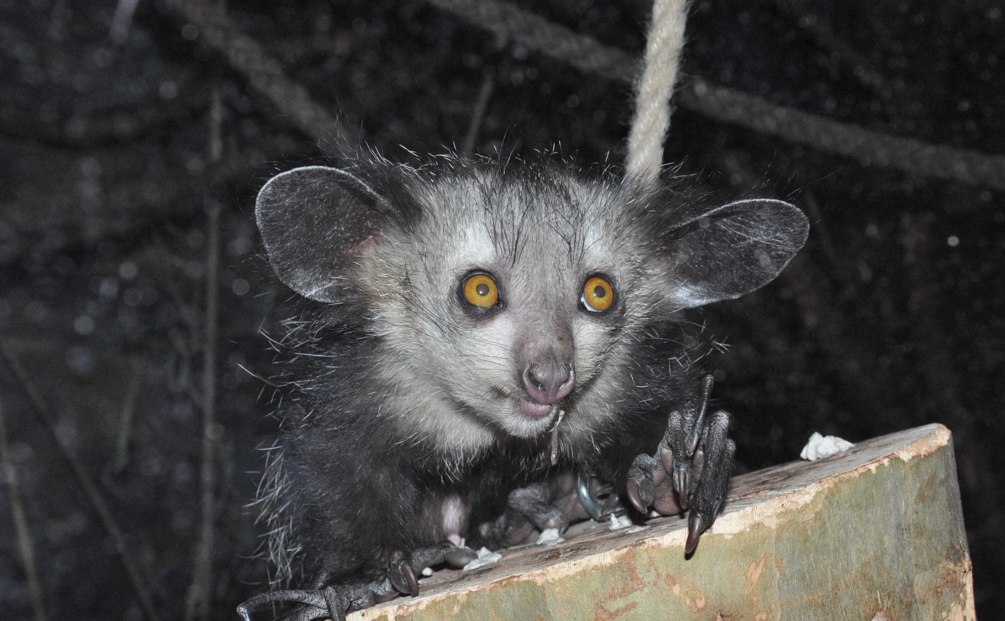 11 Facts About Aye-Ayes, The Creepiest Of All Primates