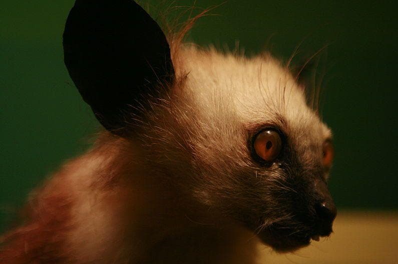 11 Facts About Aye-Ayes, The Creepiest Of All Primates