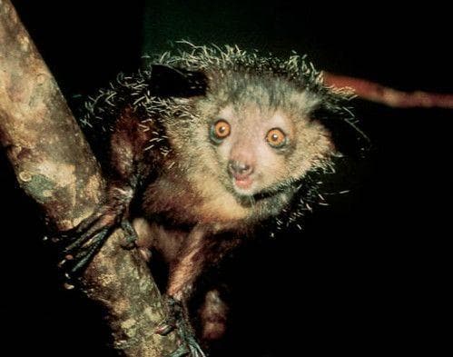 11 Facts About Aye-Ayes, The Creepiest Of All Primates