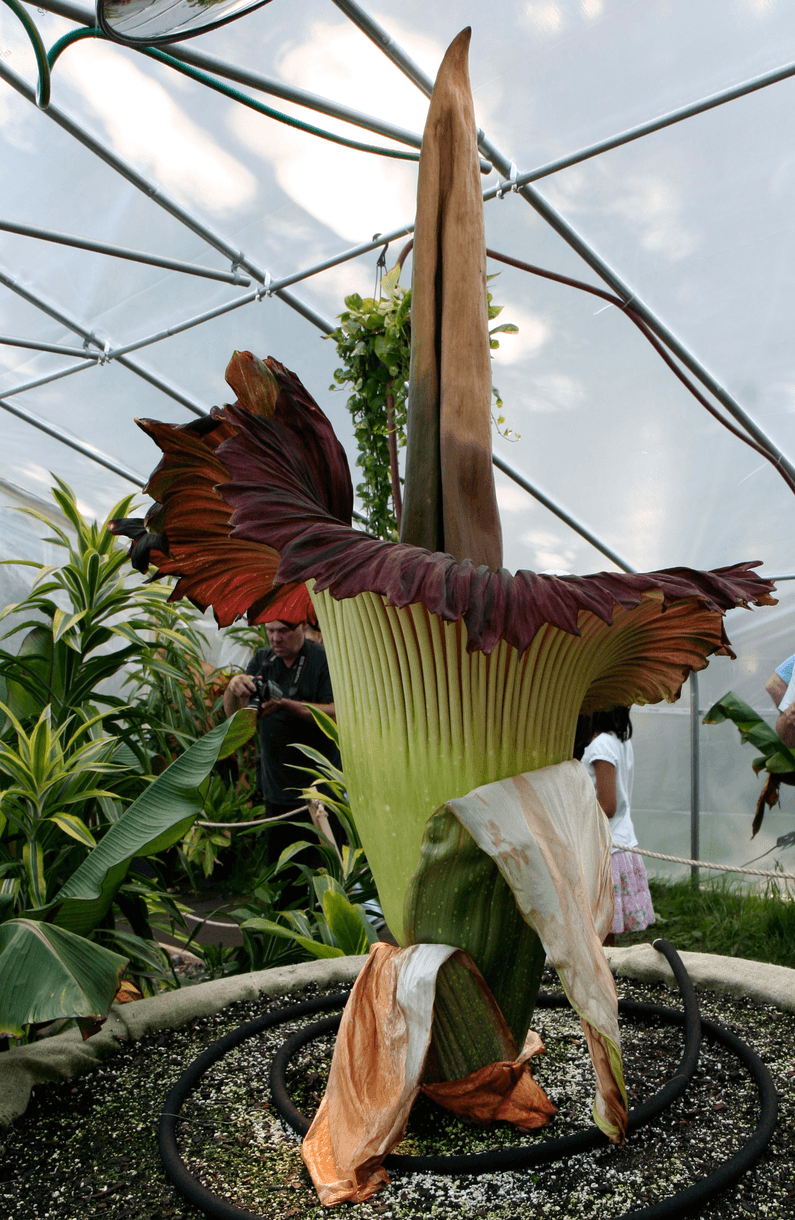 9 Gnarly Facts About The Corpse Flower