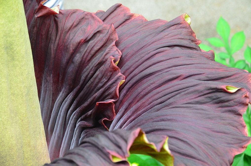 9 Gnarly Facts About The Corpse Flower