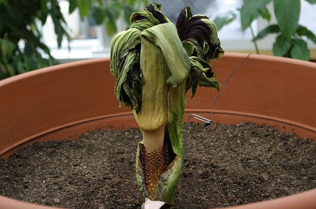 9 Gnarly Facts About The Corpse Flower