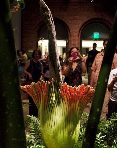 9 Gnarly Facts About The Corpse Flower