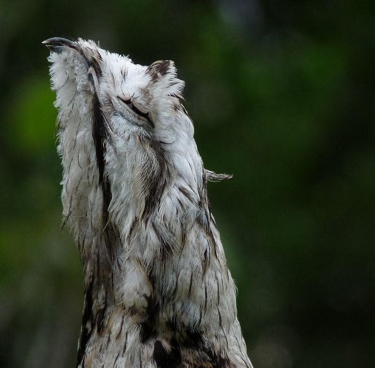 10 Interesting Facts About The Great Potoo, A Truly Cartoonish Bird
