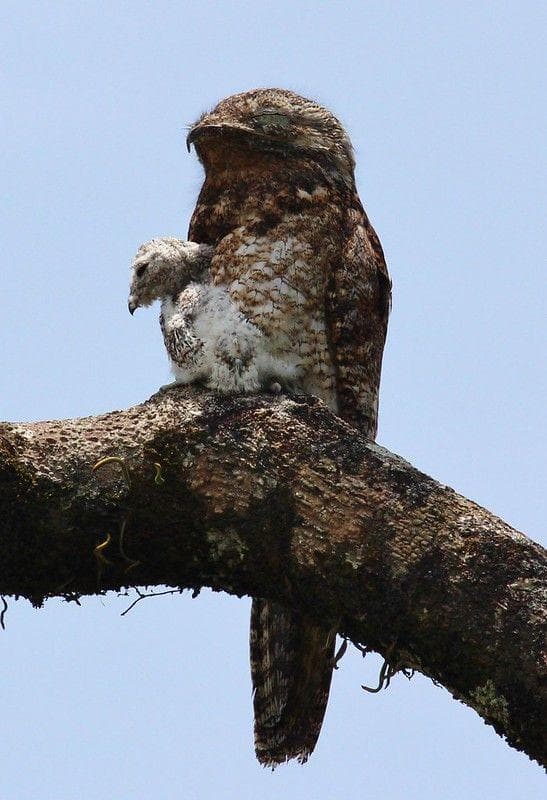 10 Interesting Facts About The Great Potoo, A Truly Cartoonish Bird