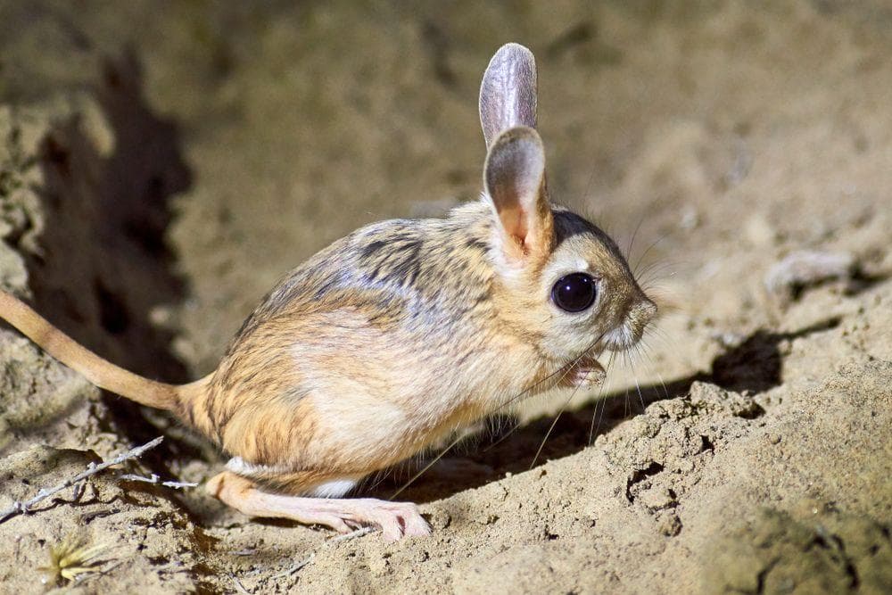 9 Ridiculously Cute Facts About The Long-Eared Jerboa