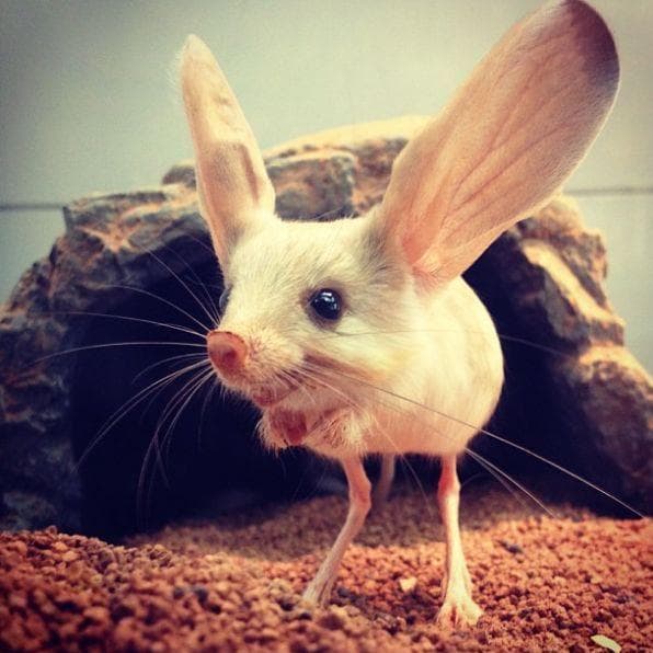 9 Ridiculously Cute Facts About The Long-Eared Jerboa