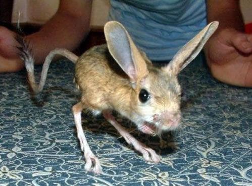 9 Ridiculously Cute Facts About The Long-Eared Jerboa