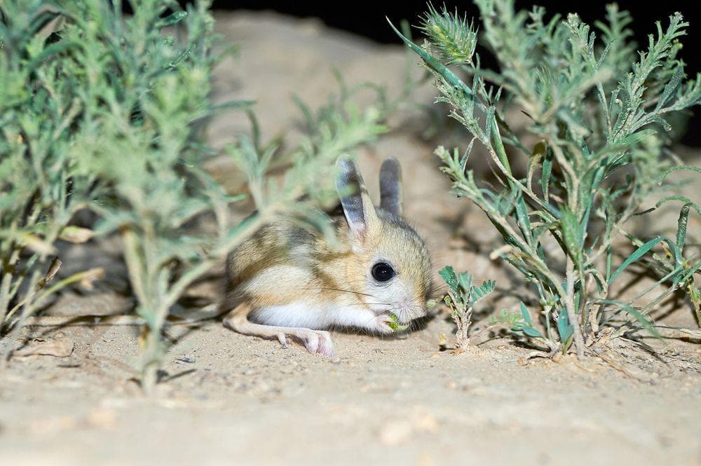 9 Ridiculously Cute Facts About The Long-Eared Jerboa