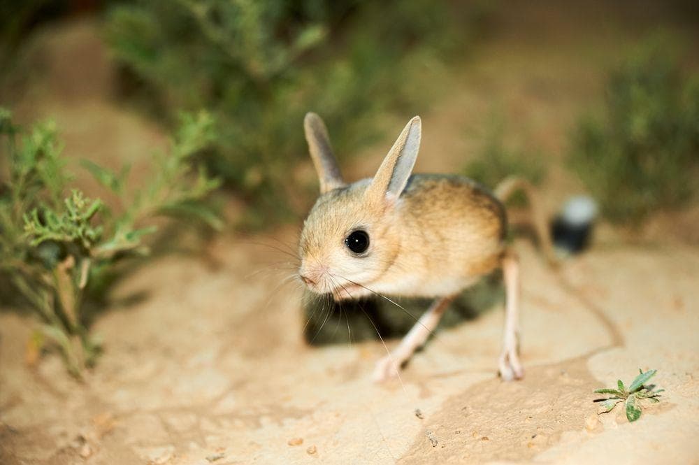9 Ridiculously Cute Facts About The Long-Eared Jerboa