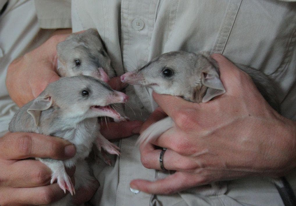 The Bilby Is The Cutest Animal You've Never Heard Of