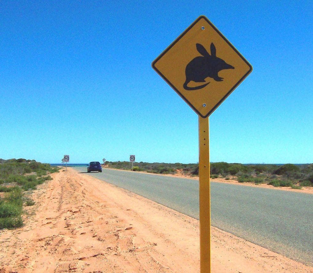 The Bilby Is The Cutest Animal You've Never Heard Of
