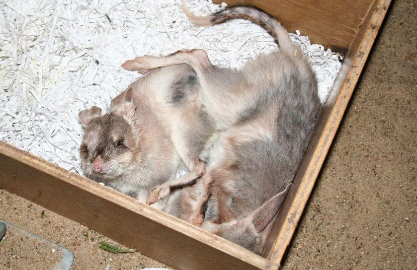 The Bilby Is The Cutest Animal You've Never Heard Of