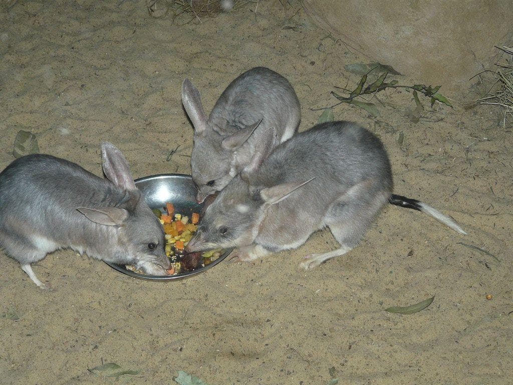 The Bilby Is The Cutest Animal You've Never Heard Of