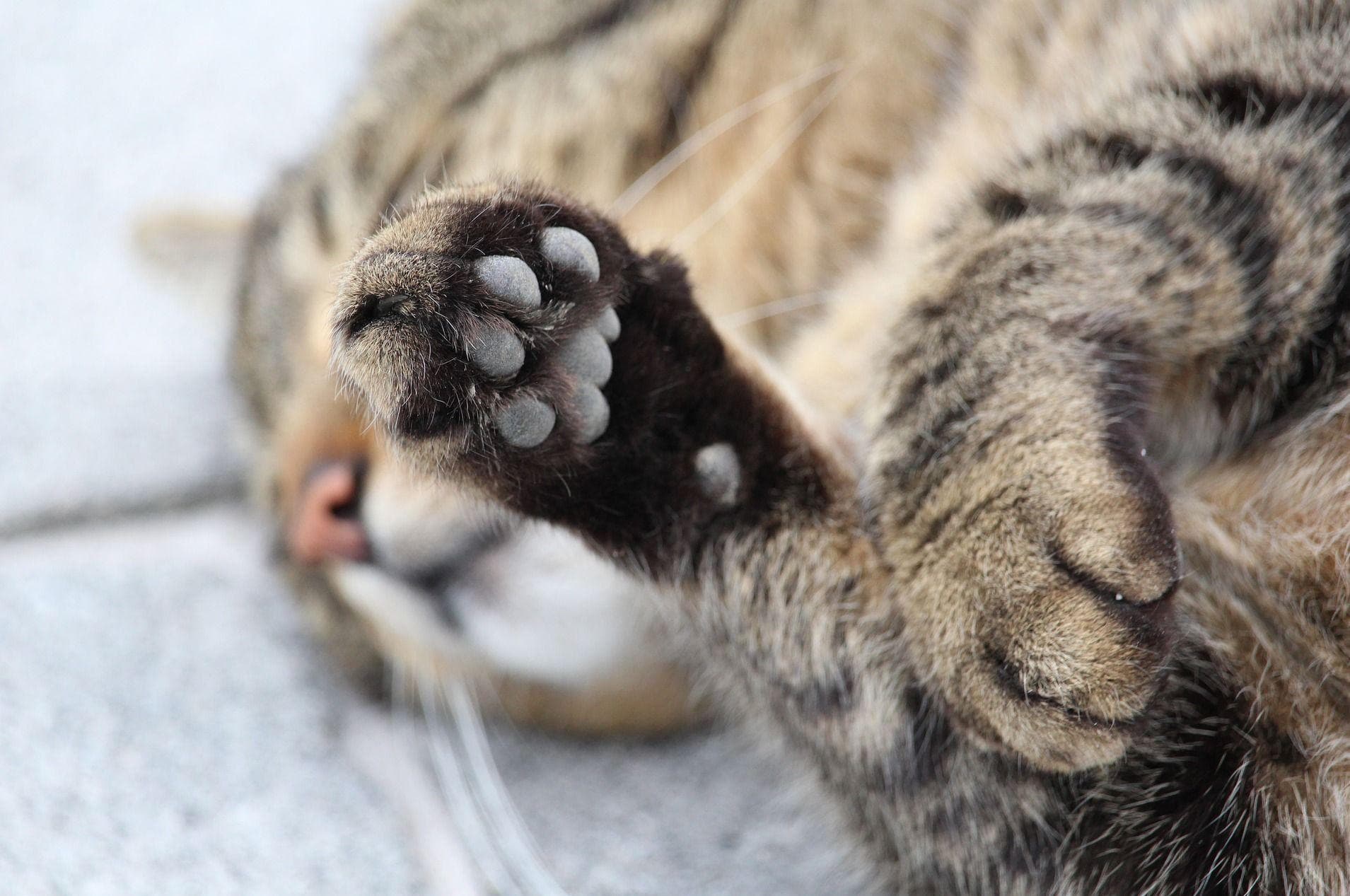 8 Reasons Why You Shouldn't Declaw Your Cats