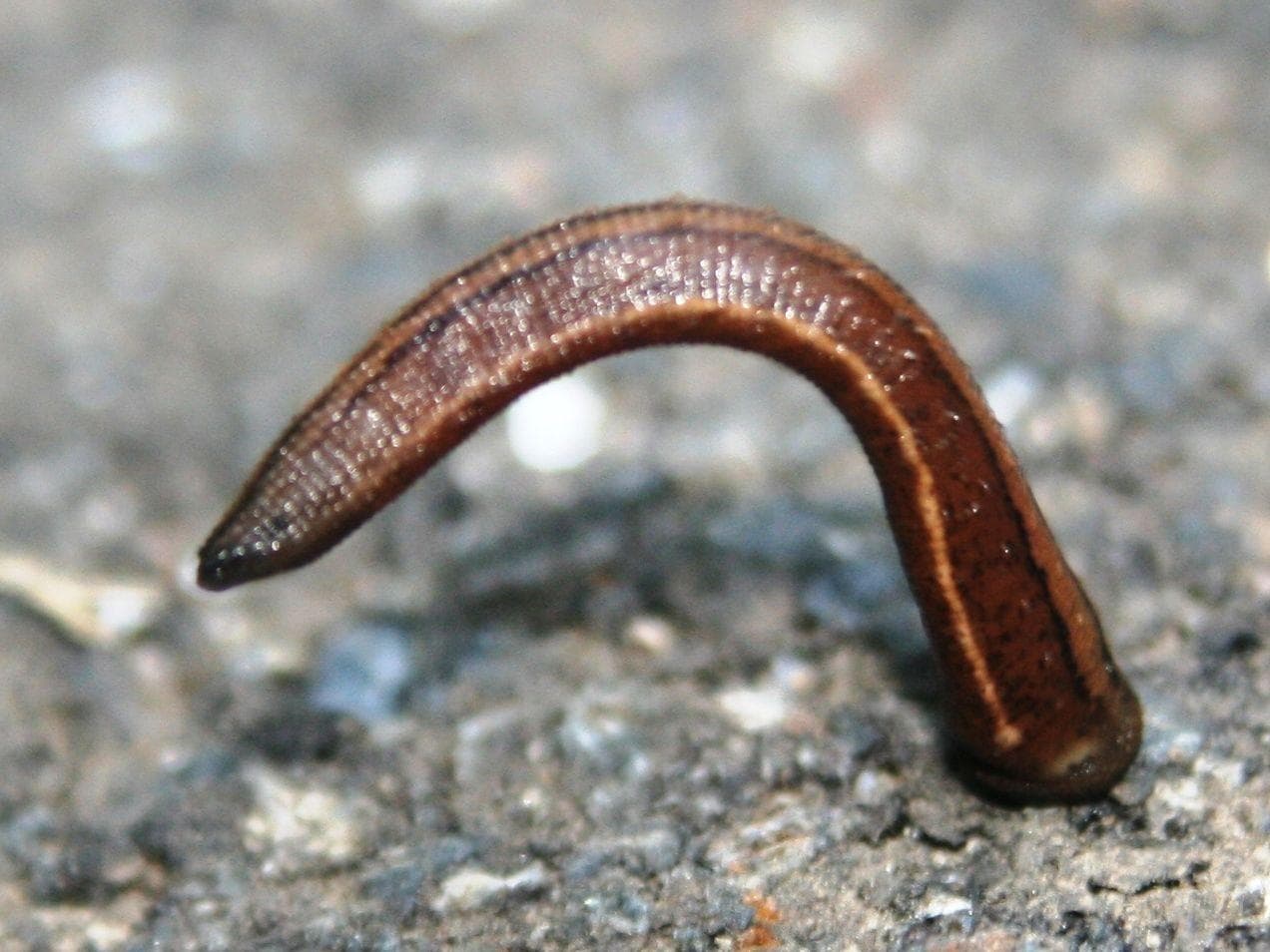 12 Bizarre Facts About Bloodsucking Leeches