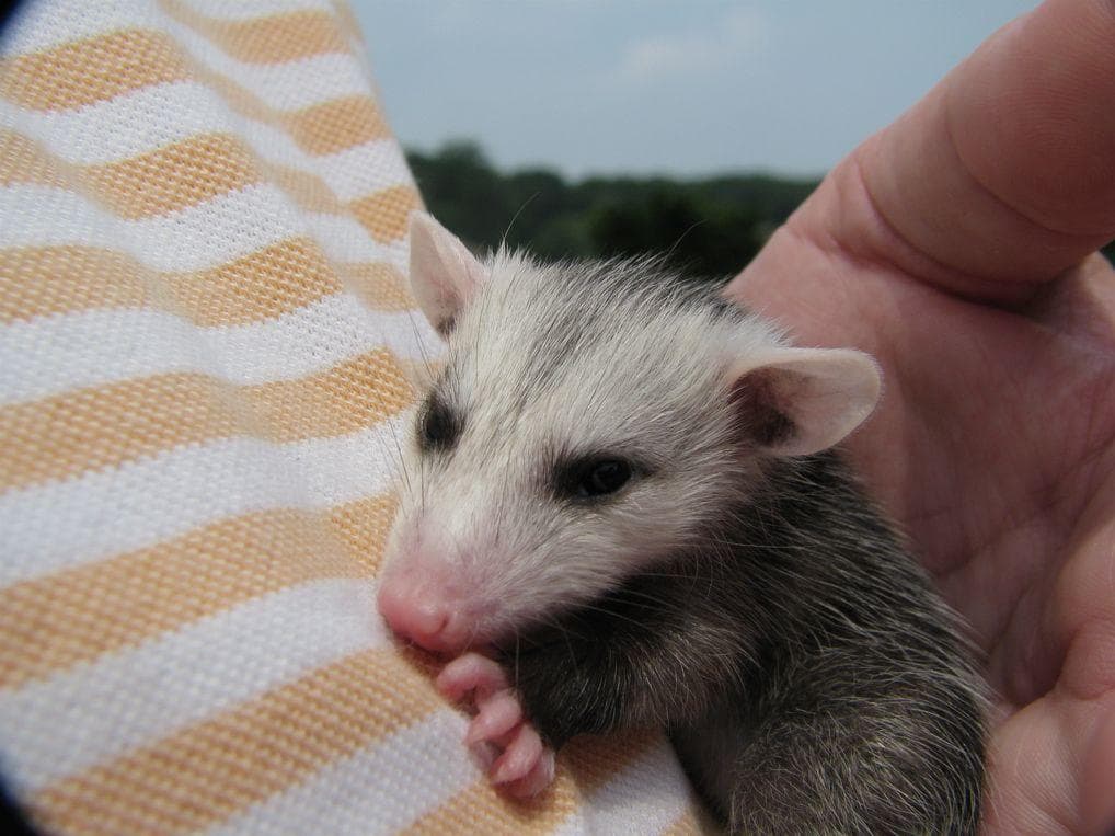 18 Cute Possums Who Nailed The Art of Adorable (Photos)