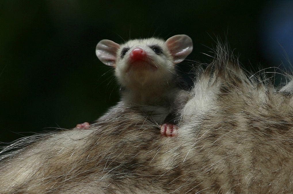 18 Cute Possums Who Nailed The Art of Adorable (Photos)