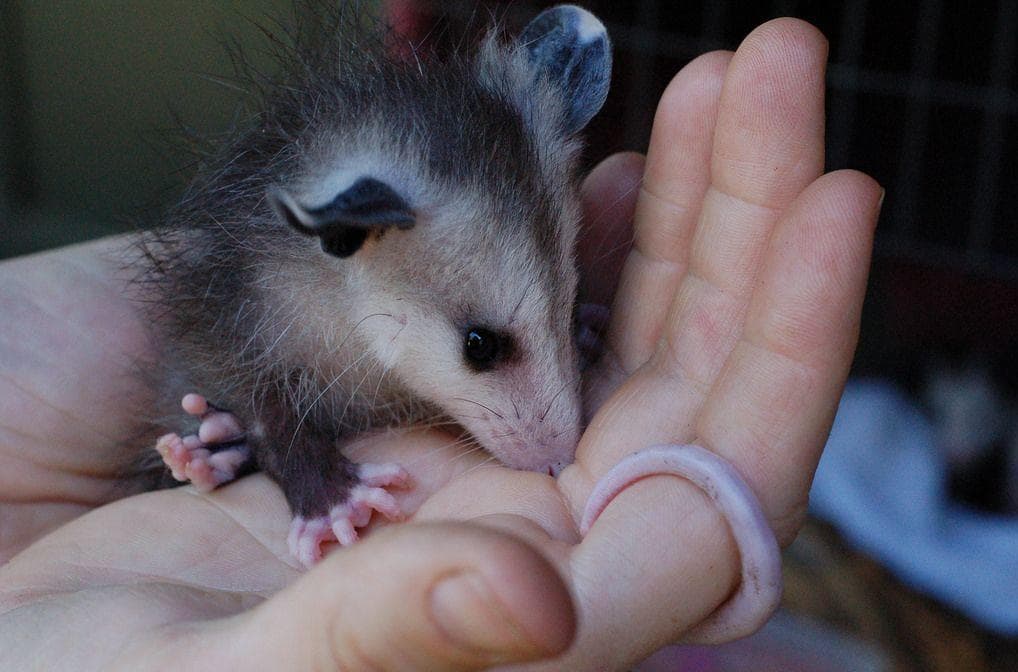 18 Cute Possums Who Nailed The Art of Adorable (Photos)