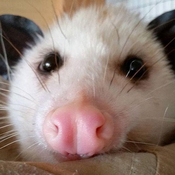 18 Cute Possums Who Nailed The Art of Adorable (Photos)