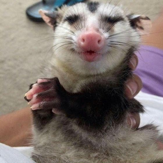 18 Cute Possums Who Nailed The Art of Adorable (Photos)