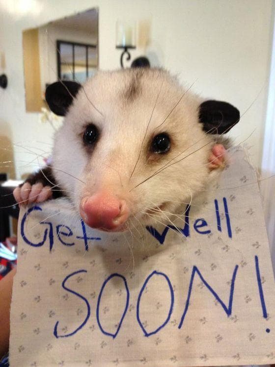 18 Cute Possums Who Nailed The Art of Adorable (Photos)