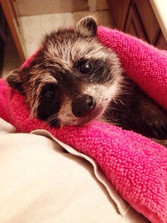 16 Raccoons Cute Enough To Negate Your Fear Of Rabies (Photos)