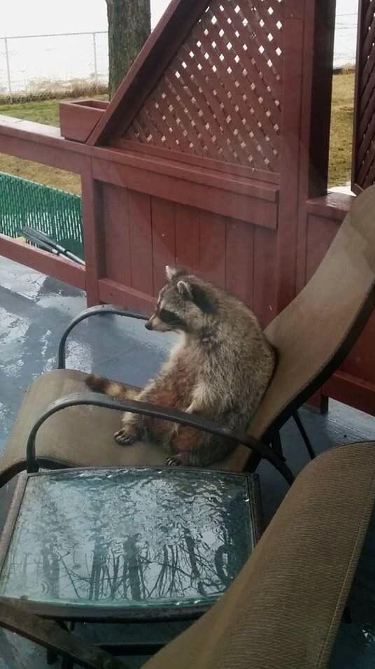 16 Raccoons Cute Enough To Negate Your Fear Of Rabies (Photos)