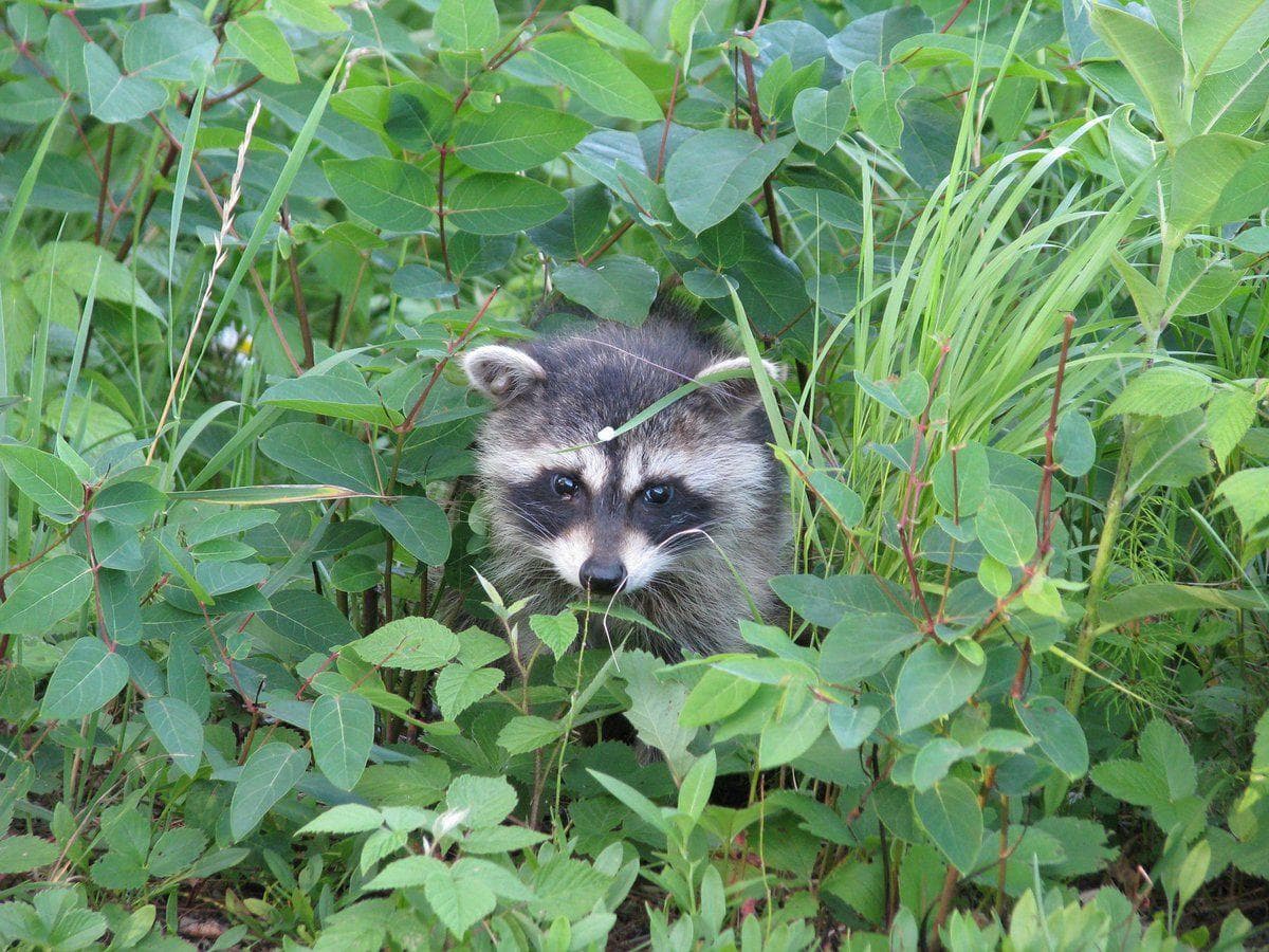 16 Raccoons Cute Enough To Negate Your Fear Of Rabies (Photos)