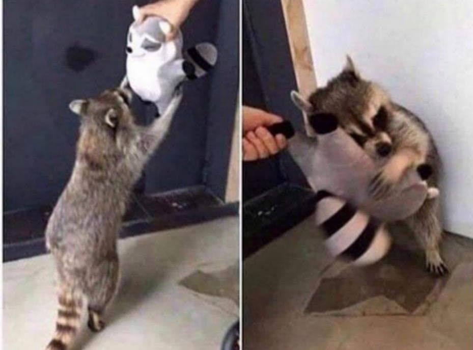 16 Raccoons Cute Enough To Negate Your Fear Of Rabies (Photos)