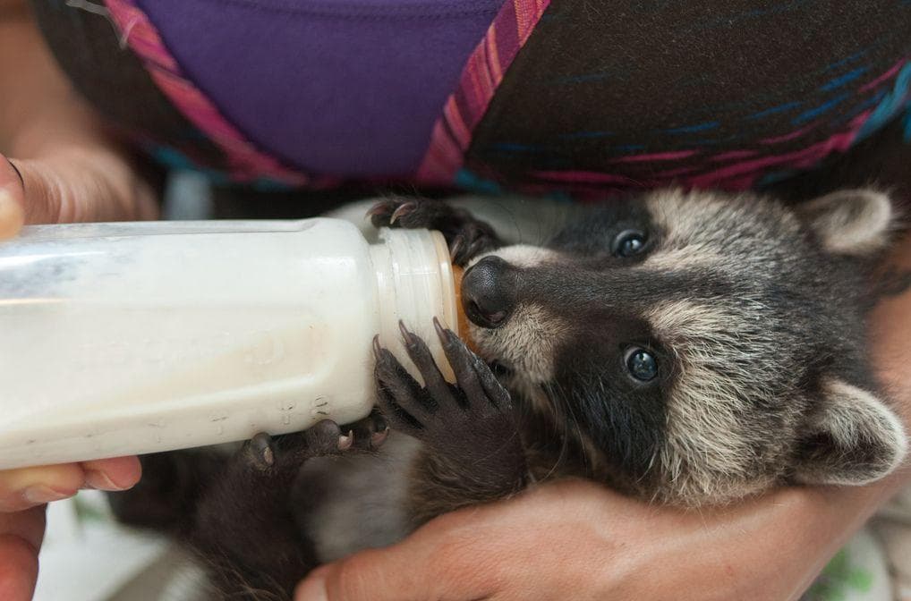 16 Raccoons Cute Enough To Negate Your Fear Of Rabies (Photos)