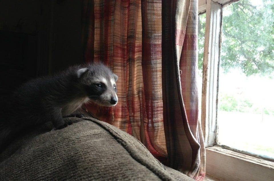 16 Raccoons Cute Enough To Negate Your Fear Of Rabies (Photos)