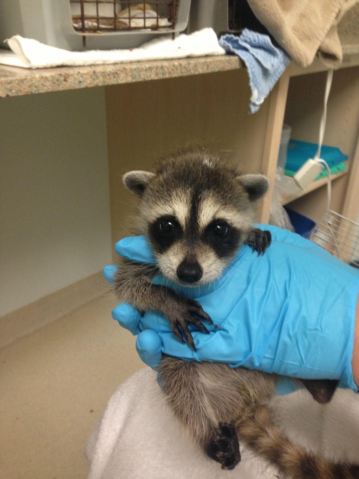 16 Raccoons Cute Enough To Negate Your Fear Of Rabies (Photos)