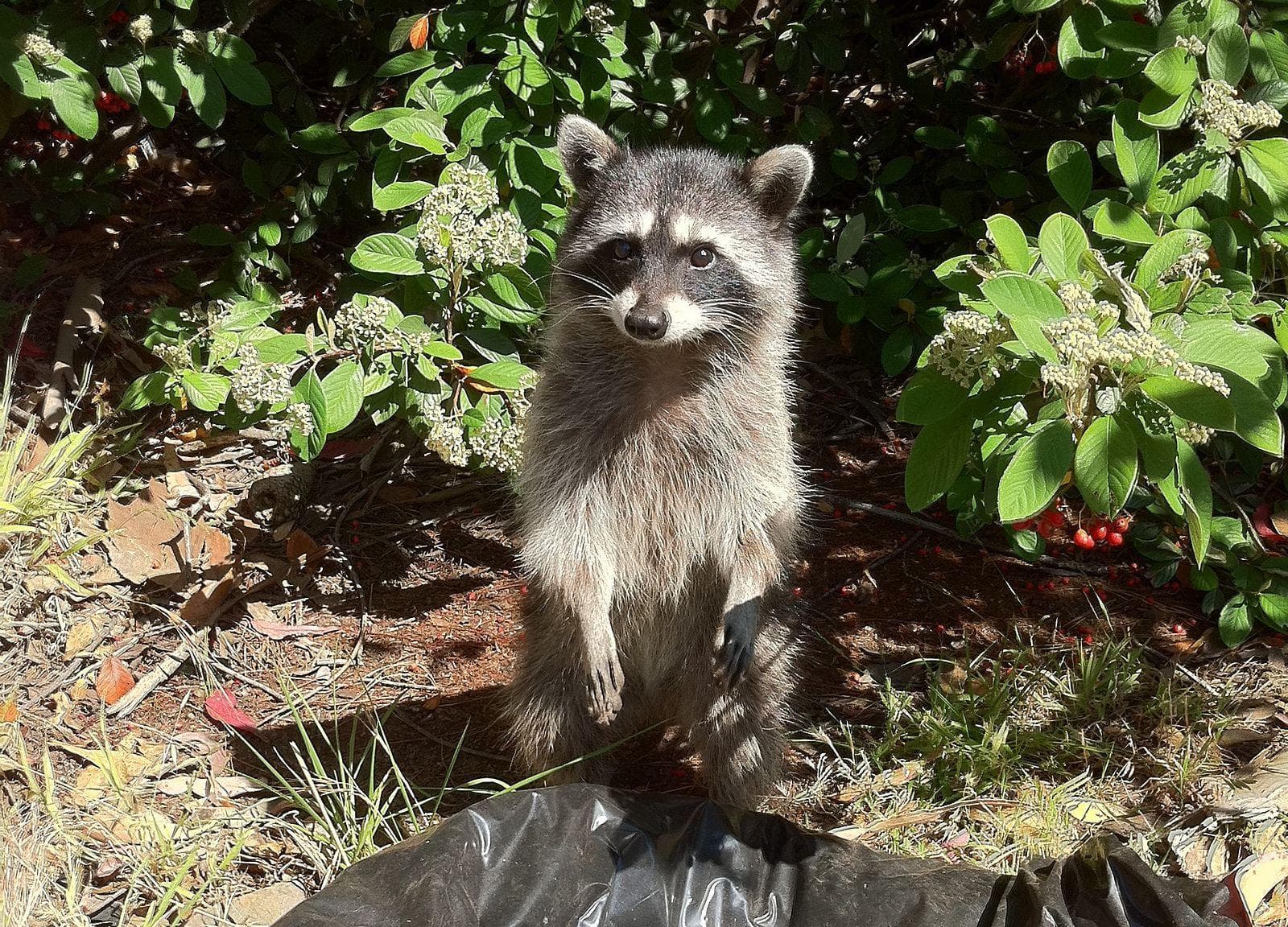 16 Raccoons Cute Enough To Negate Your Fear Of Rabies (Photos)