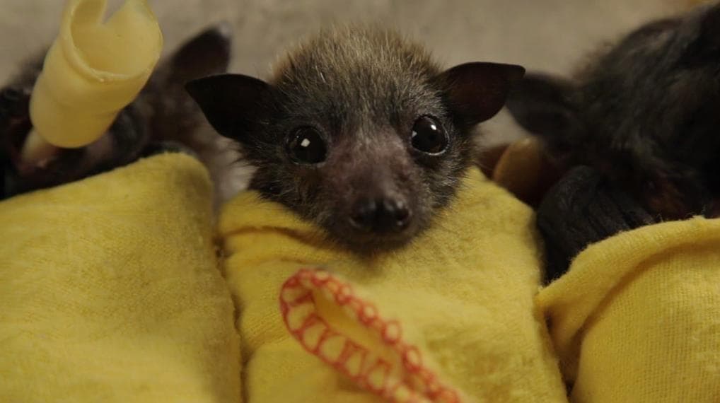 24 Cute Bats Who Are Adorable Enough To Erase Your Fear (Photos)