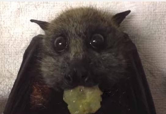 19 Cute Bats Who Are Adorable Enough To Erase Your Fear (Photos)
