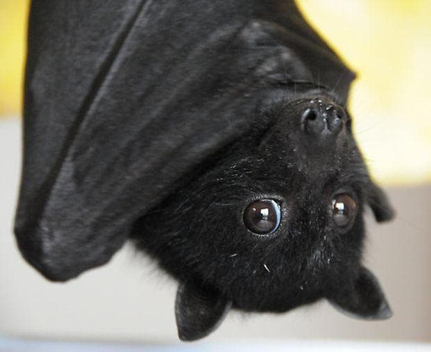 19 Cute Bats Who Are Adorable Enough To Erase Your Fear (Photos)