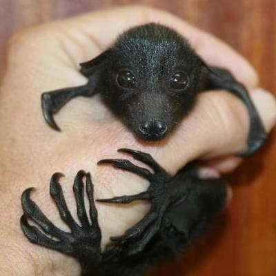 19 Cute Bats Who Are Adorable Enough To Erase Your Fear (Photos)