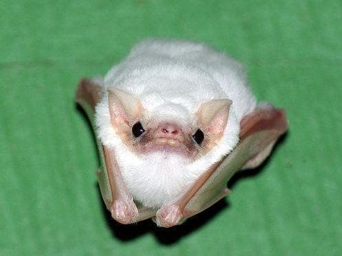 19 Cute Bats Who Are Adorable Enough To Erase Your Fear (Photos)