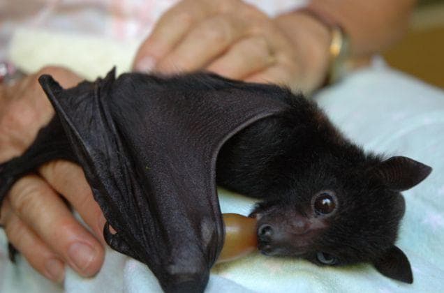 19 Cute Bats Who Are Adorable Enough To Erase Your Fear (Photos)