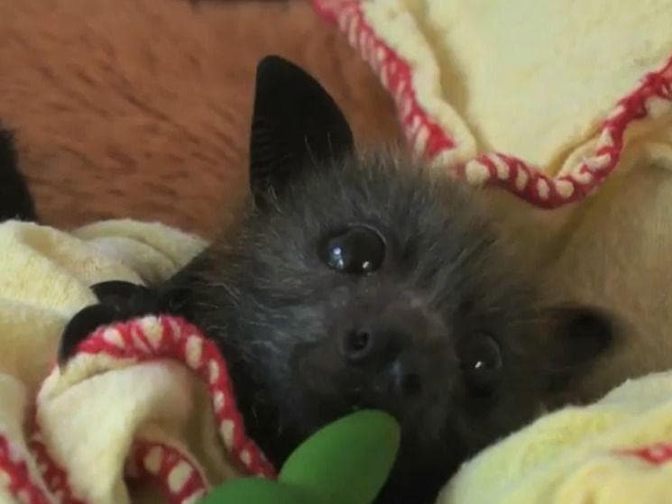 19 Cute Bats Who Are Adorable Enough To Erase Your Fear (Photos)