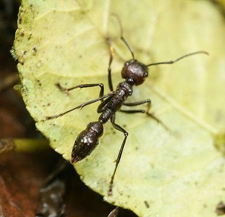 5 Horrifyingly Brutal Native American Rites Of Passage