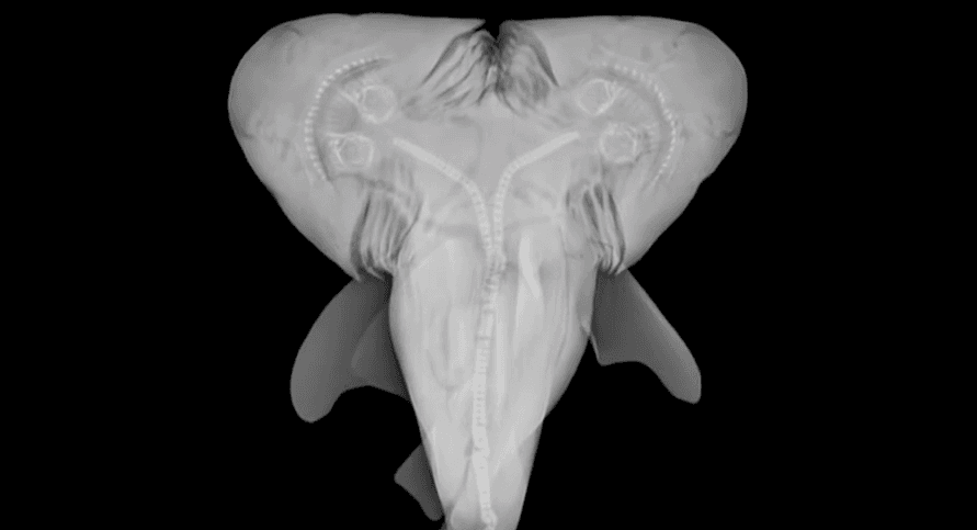The Curious Emergence Of Two-Headed Sharks