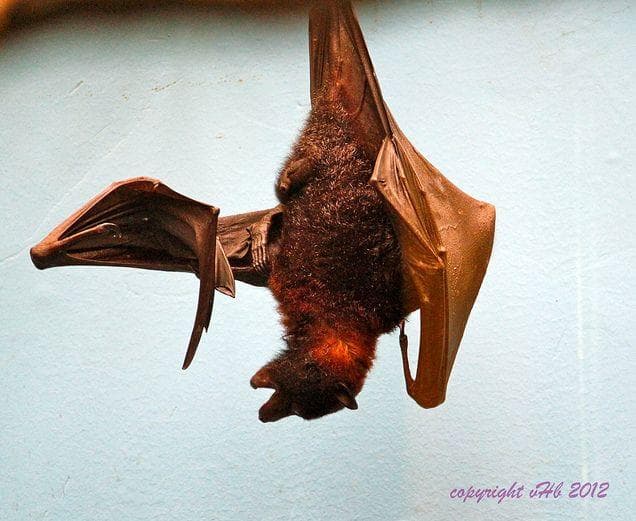 11 Truly Disturbing Facts About Vampire Bats
