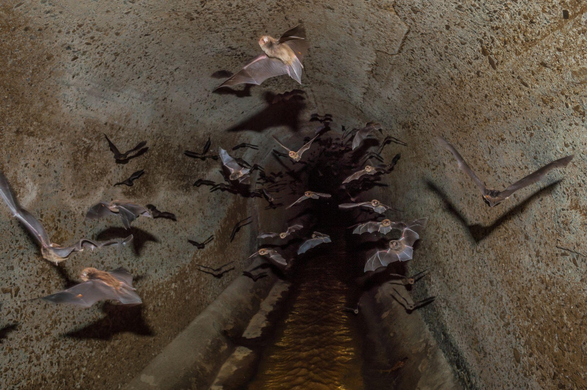 11 Truly Disturbing Facts About Vampire Bats