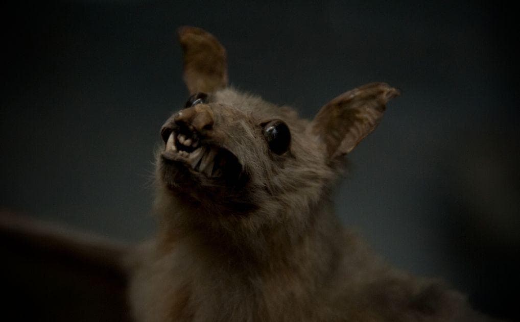 11 Truly Disturbing Facts About Vampire Bats