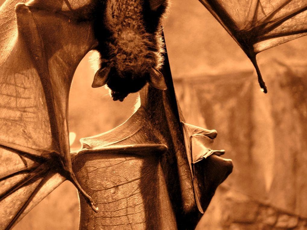 11 Truly Disturbing Facts About Vampire Bats