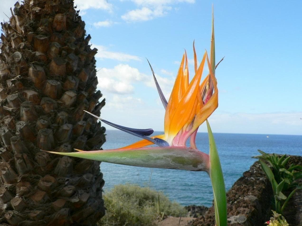 17 Plants That Look Exactly Like Animals
