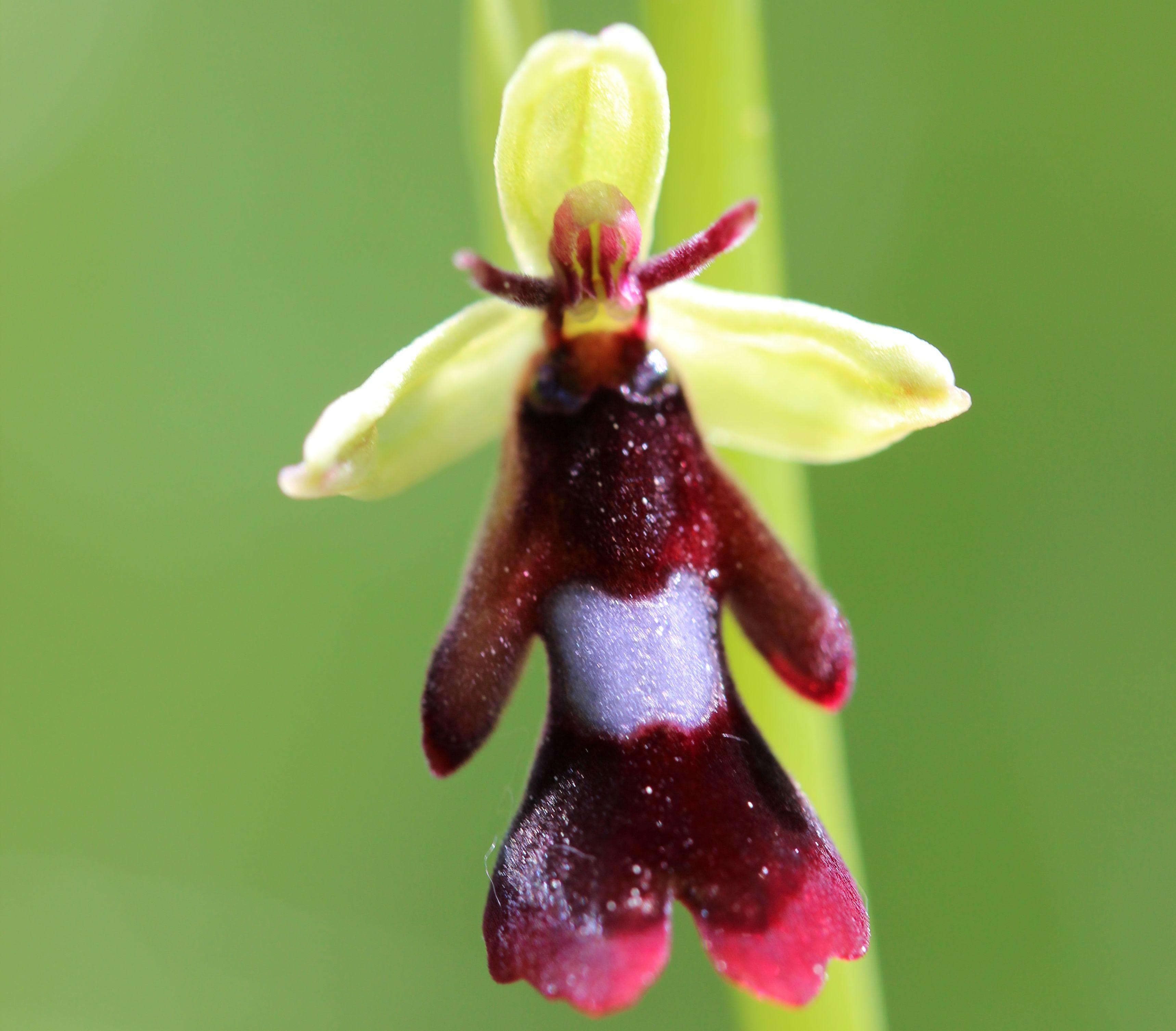 17 Plants That Look Exactly Like Animals